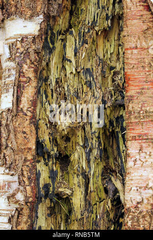 Bark damage to Silver Birch tree (Betula pendula) caused by Grey ...