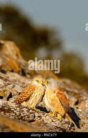 Lesser Kestrel - mating season | usage worldwide Stock Photo - Alamy