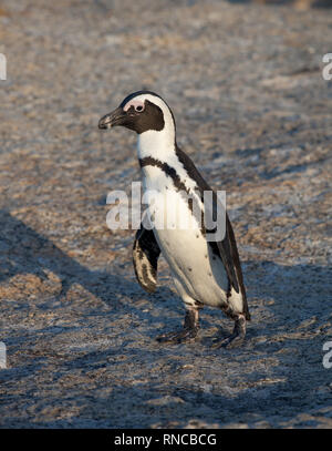 seabird relaxing in sunset Stock Photo - Alamy