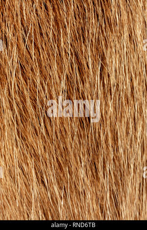 Reindeer fur background texture. Natural material pattern Stock Photo ...