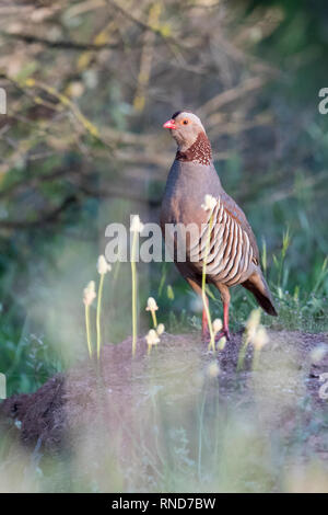 Barbary partridge Alectoris barbara koenigi Stock Photo - Alamy