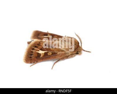 Antler Moth isolated on white background Stock Photo - Alamy