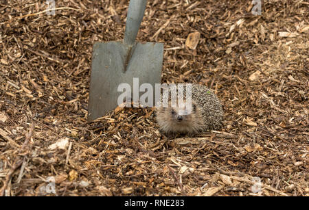 Hedgehog dangers. Wild, native, European hedgehog (Erinaceus Europaeus ...