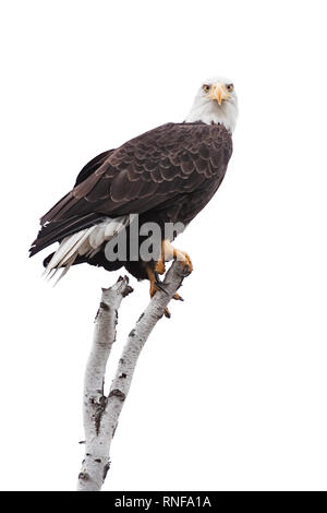 A bald eagle stares straight into the camera, white head sharp against ...