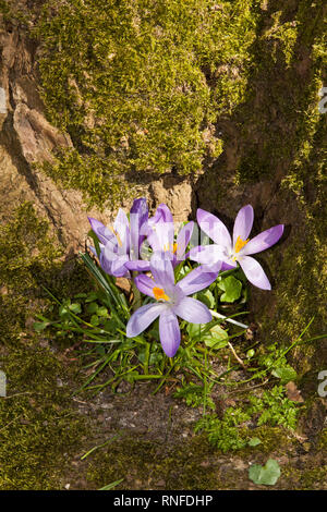 White and purple crocuses (Crocus sp) flowering in garden in spring ...