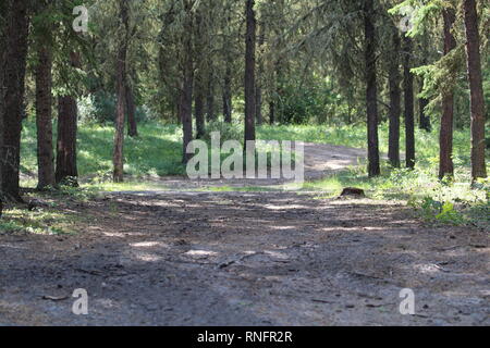 A sandy trail through an old coniferous forest Stock Photo - Alamy