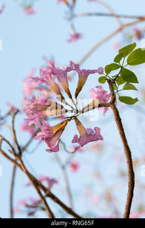 Rosy Trumpet Tree Stock Photo - Alamy