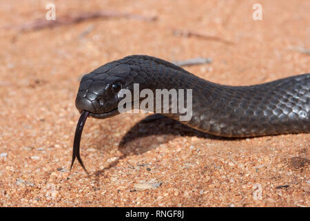 Blue-bellied Black Snake Stock Photo - Alamy