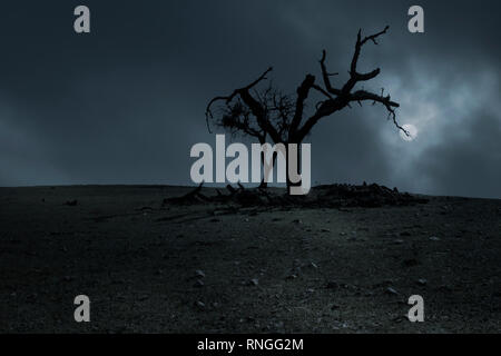 Scary dead tree, night in the mysterious forest with moon light and ...