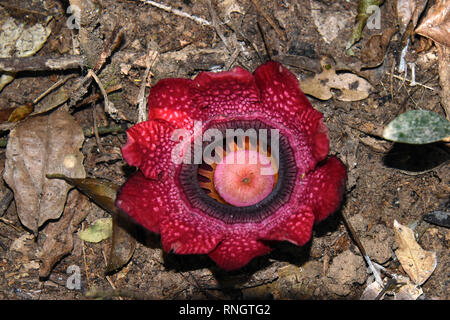 A female flower of Sapria gan - a parasitic flowering plant on the ...