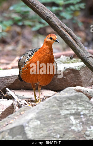A female Ferruginous Partridge (Caloperdix oculea) in lowland forest in ...