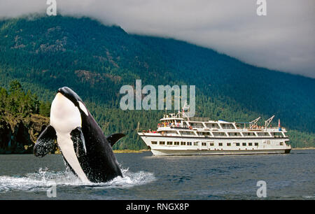 a jumping orca in a blue sea Stock Photo - Alamy