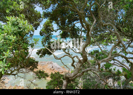 Tangled branches of pohutukawa tree with beach, sea and horizon beyond ...