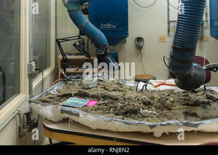 Fossil preparation workshop. The Field Museum, Chicago, Illinois, USA ...