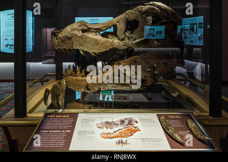 The real fossil skull of famous "Sue" the T. Rex in display. The Field ...
