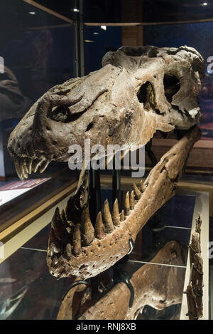 The real fossil skull of famous "Sue" the T. Rex in display. The Field ...
