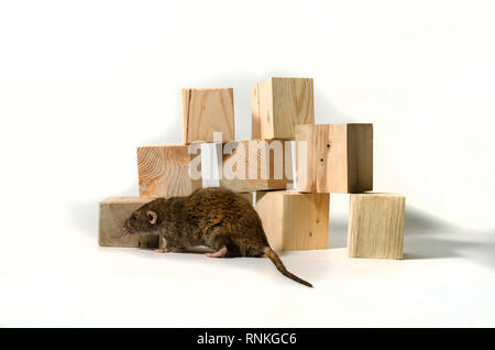 Rat and wooden cubes on a white background Stock Photo - Alamy