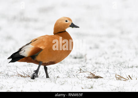 Horizontal view of a Ruddy Shelduck walking along a pond edge. Perfect ...
