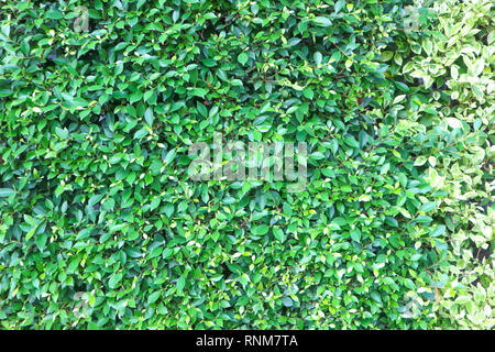 banyan tree or Ficus annulata or ficus bengalensis , MORACEAE tree and ...