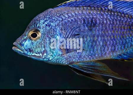 Azureus cichlid - Copadichromis azureus Stock Photo - Alamy