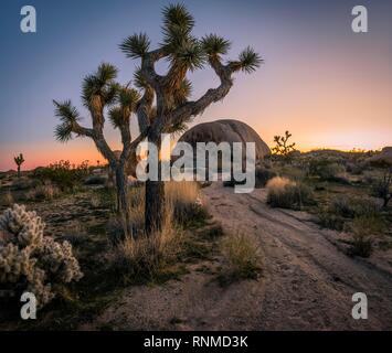 Huge rocks formation and Joshua Trees at Joshua Tree California on a ...