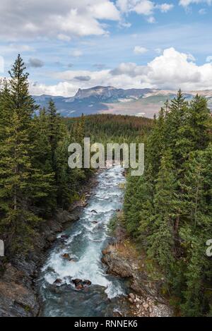 Forest in Banff National Park Stock Photo - Alamy