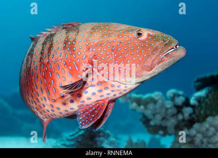 Roving coral grouper (Plectropomus pessuliferus marisburi) in Red Sea ...