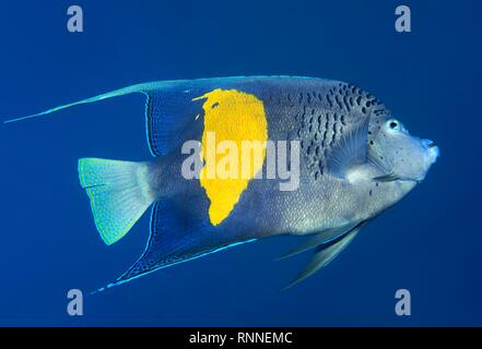 Halfmoon angelfish (Pomacanthus maculosus), Red Sea, Egypt Stock Photo ...