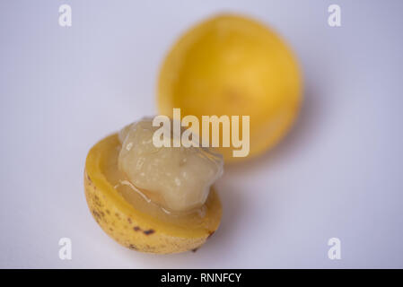 Marula Fruit Tree In African Grassland (Sclerocarya birrea Stock Photo ...