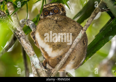 Eastern woolly lemur (Avahi laniger), also known as the eastern avahi ...
