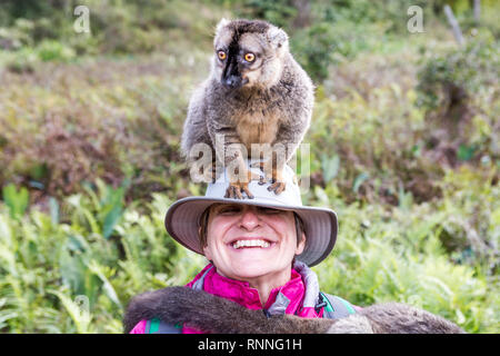 Woolly lemur or avahi, Madagascar Stock Photo - Alamy