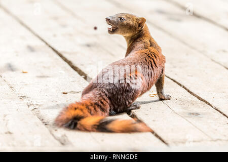 Ring-tailed mongoose (Galidia elegans), subfamily Galidiinae ...