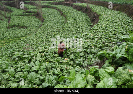 Chongqing, China. 19th Feb, 2019. Chongqing, CHINA-Peasants are busy ...