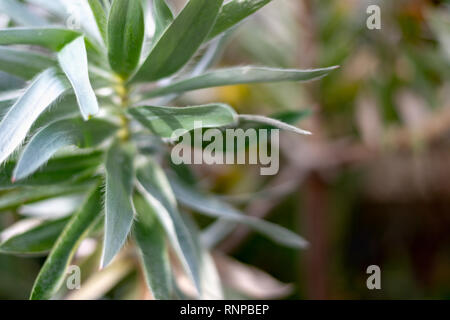 Rare Silver Tree, Leucadendron argenteum, which only grows wild on the ...