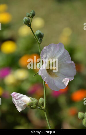 Alcea rosea ‘Indian Spring’ hollyhock Indian Spring – single funnel ...