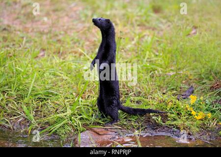 American mink Mustela vison standing upright close up front view autumn ...