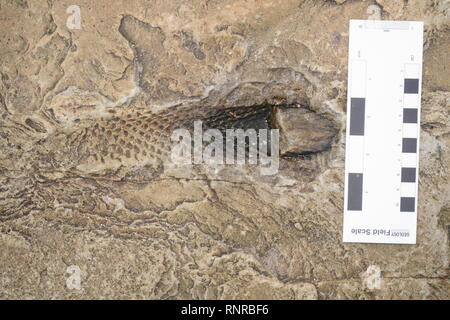 Lepidodendron Scale Tree Fossil, Cast and Mould in Carboniferous ...
