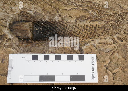 Lepidodendron Scale Tree Fossil, Cast and Mould in Carboniferous ...