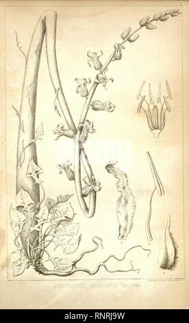 Catalogue of plants collected by the expedition (Plate I) BHL30455881 ...