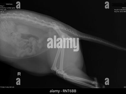 Cat Spine Xray Stock Photo - Alamy