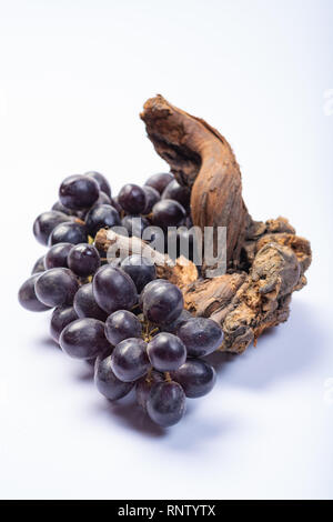 Piece of old grapevine and bunch of black grapes on white background ...