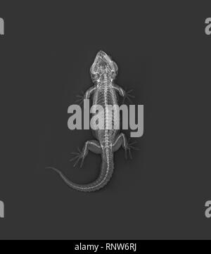 Tokay geckos (Gekko gecko) including juveniles in crack in tree, Nameri ...