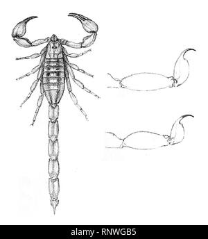 Centruroides nitidus 1894 Stock Photo - Alamy