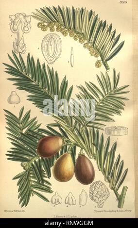 Cephalotaxus drupacea 135 8285 Stock Photo - Alamy