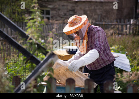 A beekeeper opens up a box to reveal a large honey comb in Carpathian ...