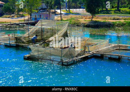 Artificial breeding of fish. Tanks from the net in the open air farm ...