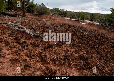 Cryptogamic Soil or Crust Utah Stock Photo - Alamy