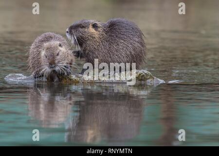Side-view of a nutria (Myocastor coypus) in bleached grass, low-angle ...