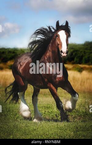trotting Shire horse Stock Photo - Alamy