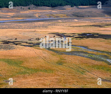 USA, Wyoming, Rockies, bison herd walking in Lamar valley in ...